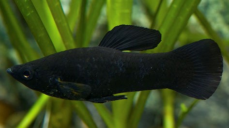 MOLLY NEGRO | Sociedad Acuariófila Valenciana