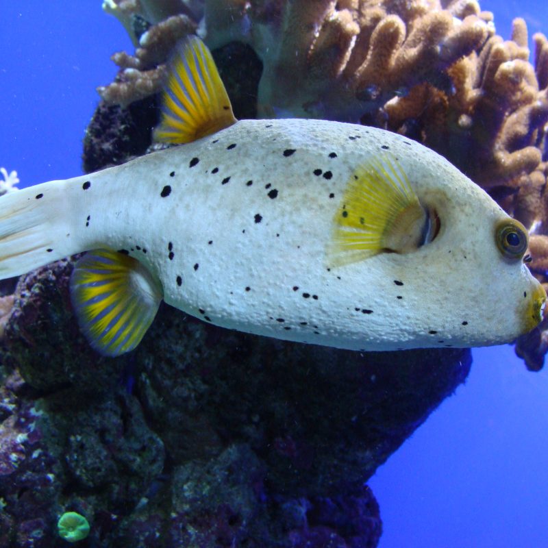 PECES MARINOS | Sociedad Acuariófila Valenciana