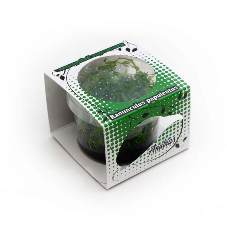 RANUNCULUS PAPULENTUS CUP | Sociedad Acuariófila Valenciana