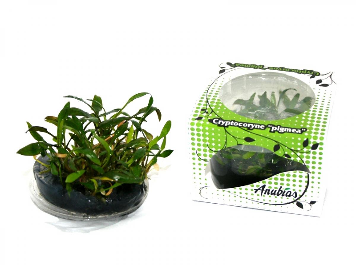 CRYPTOCORYNE PYGMEA CUP | Sociedad Acuariófila Valenciana