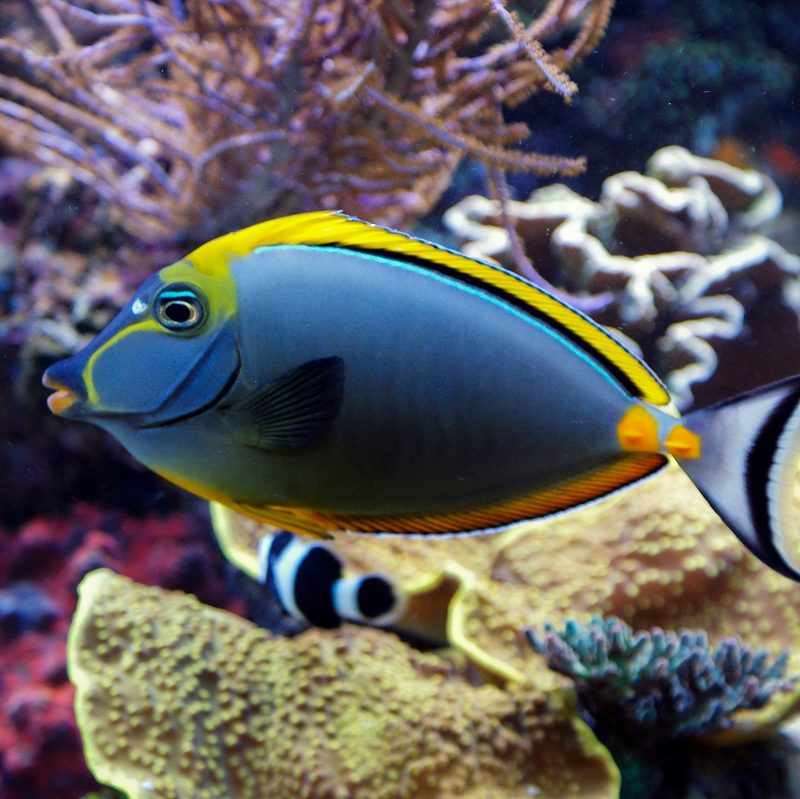 PECES CIRUJANO | Sociedad Acuariófila Valenciana