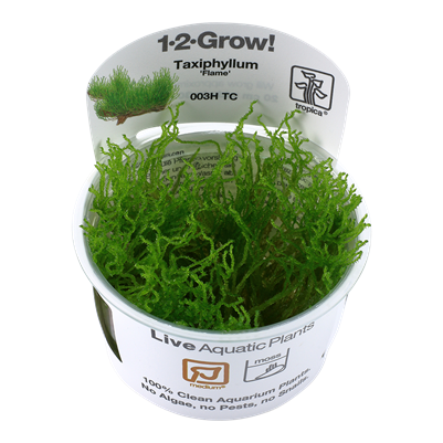 FLAME MOOS EN CUP | Sociedad Acuariófila Valenciana