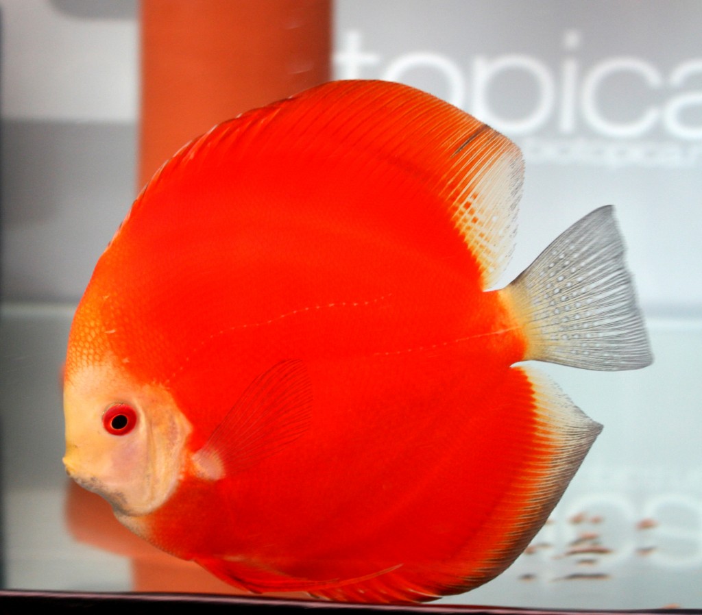 IBERIAN DISCUS SHOW | Sociedad Acuariófila Valenciana