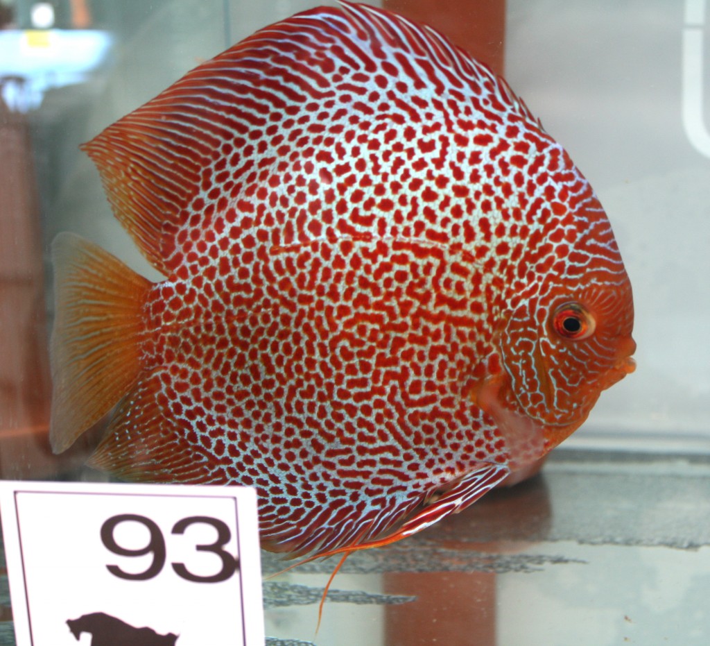 IBERIAN DISCUS SHOW | Sociedad Acuariófila Valenciana