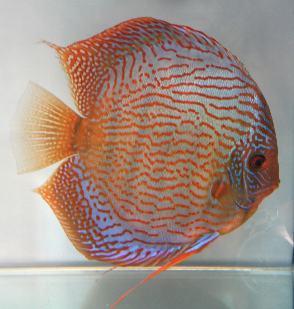 IBERIAN DISCUS SHOW | Sociedad Acuariófila Valenciana