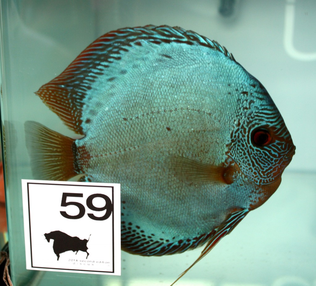 IBERIAN DISCUS SHOW | Sociedad Acuariófila Valenciana