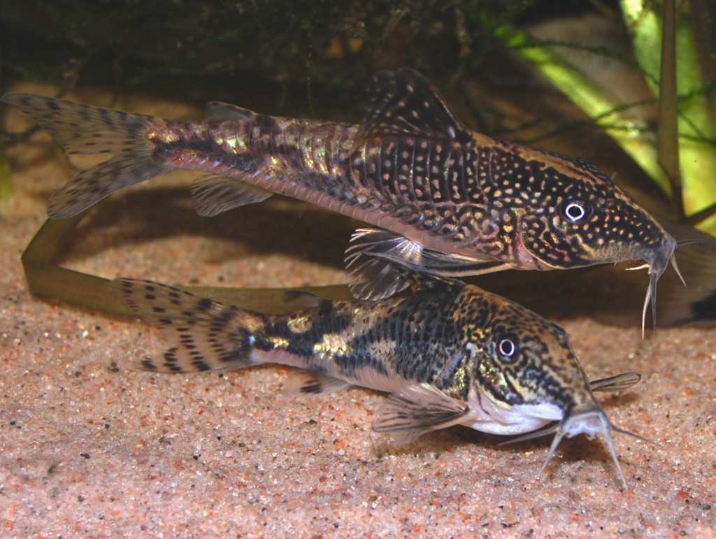 CORYDORAS BARBATUS | Sociedad Acuariófila Valenciana