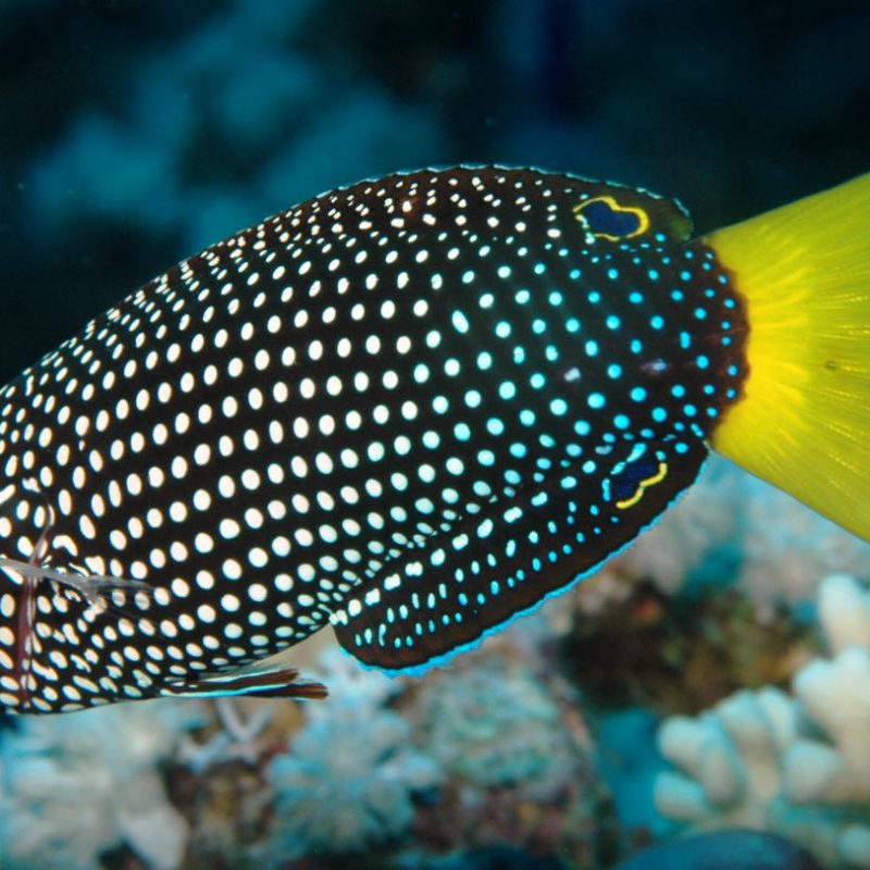 PECES LABRIDO | Sociedad Acuariófila Valenciana