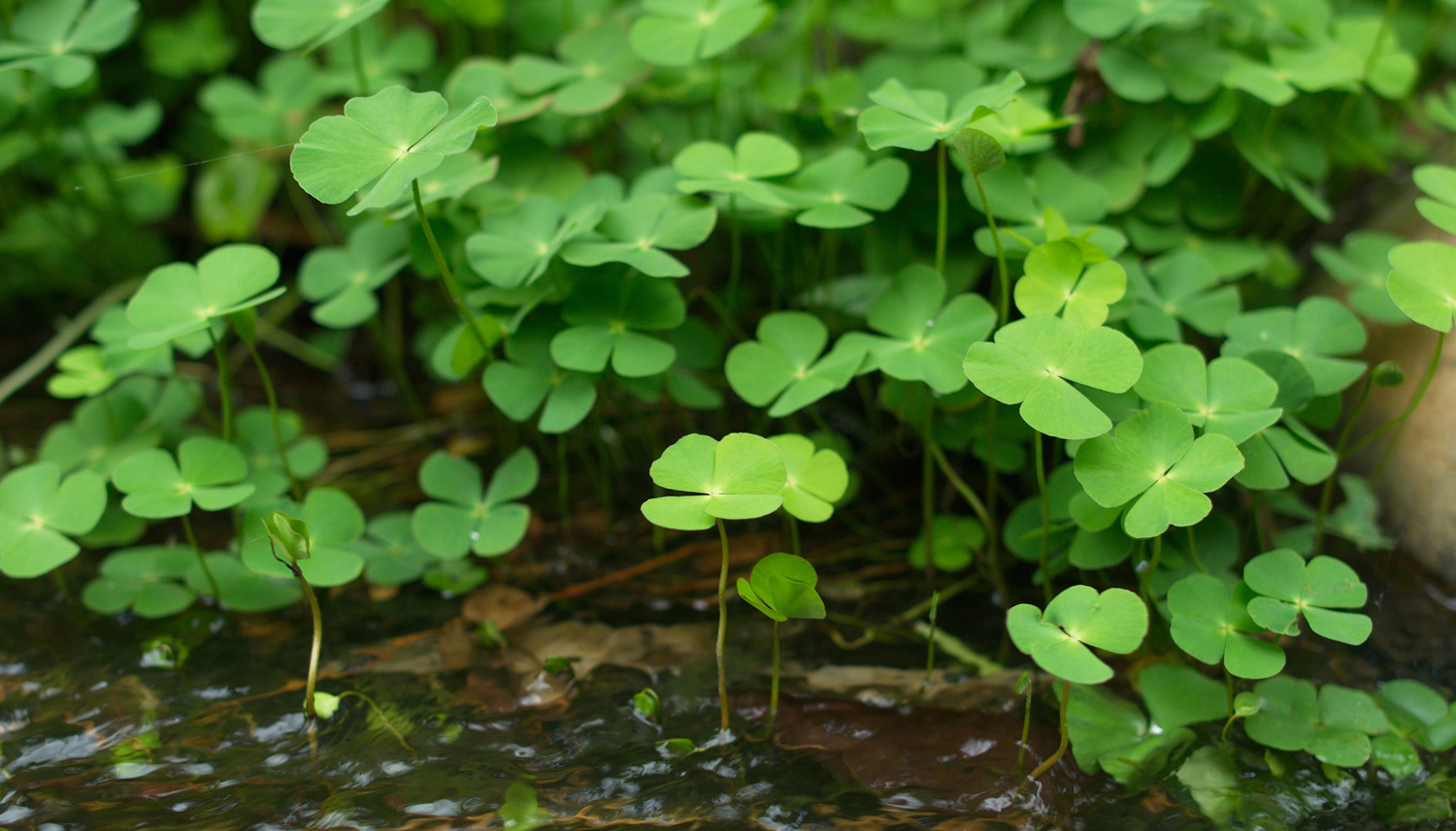 MARSILEA CRENATA CUP | Sociedad Acuariófila Valenciana
