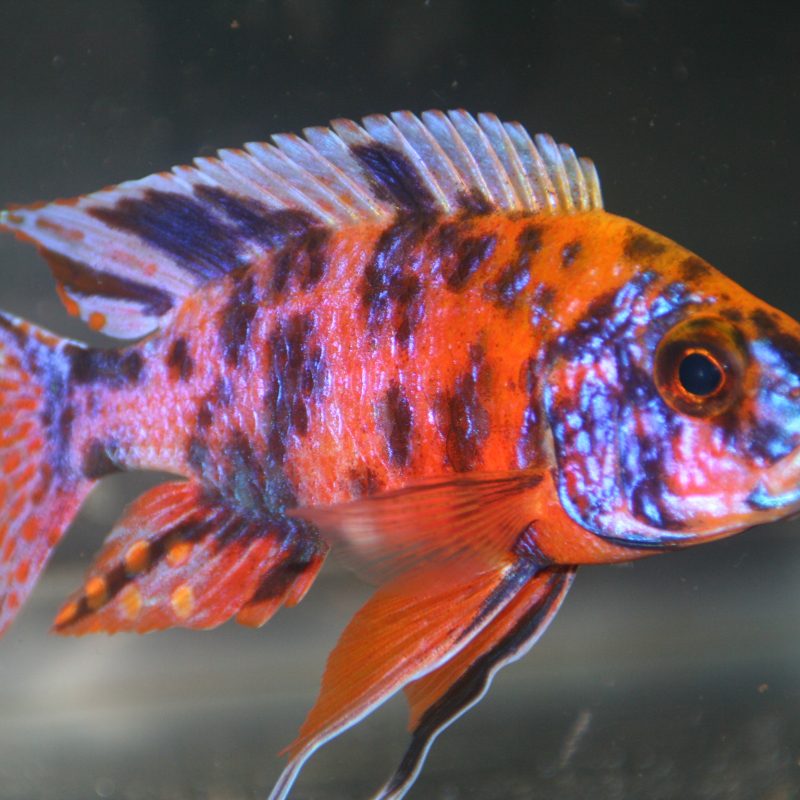 CICLIDOS MALAWI | Sociedad Acuariófila Valenciana