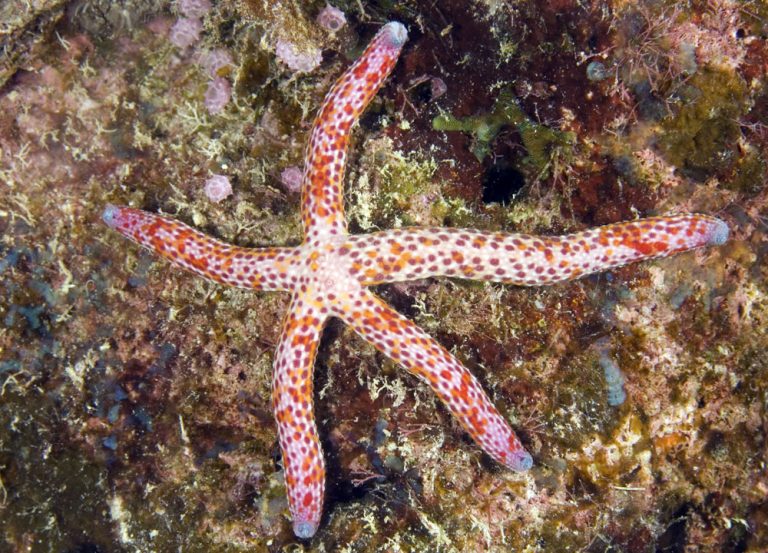 LINNCKIA MULTIFLORA | Sociedad Acuariófila Valenciana