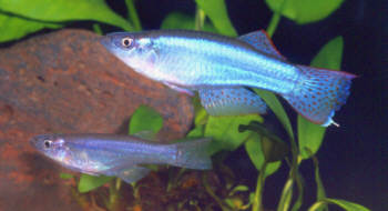 PROCATOPUS GRACILIS | Sociedad Acuariófila Valenciana