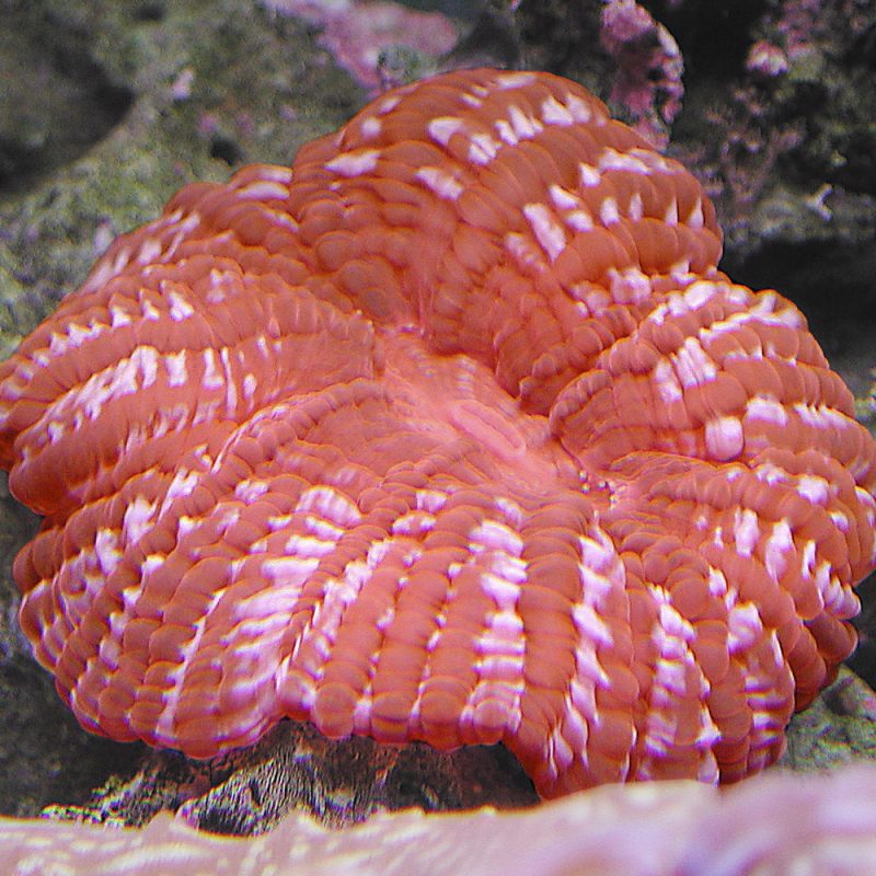 CORAL DURO LPS | Sociedad Acuariófila Valenciana