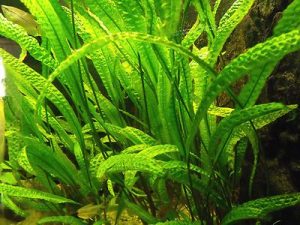 CRYPTOCORYNE USTERIANA INDONESIA | Sociedad Acuariófila Valenciana
